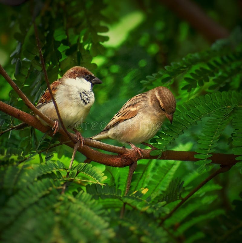 Two Sparrows Sitting on Tree Stock Photo - Image of tree, sparrows ...
