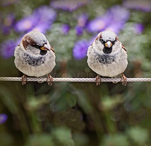 Two Sparrows Standing on a Cable Stock Photo - Image of sparrows ...