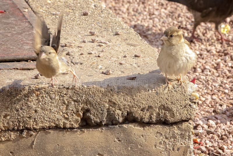 Two sparrows about to fly stock image. Image of avian - 73013151