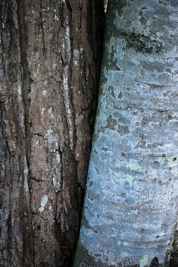 Two species coexisting stock photo. Image of sharing - 26302234