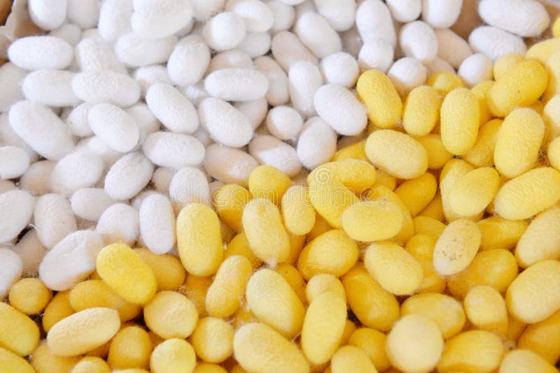 Two Species of White Cocoon Stock Photo - Image of insect, organic ...