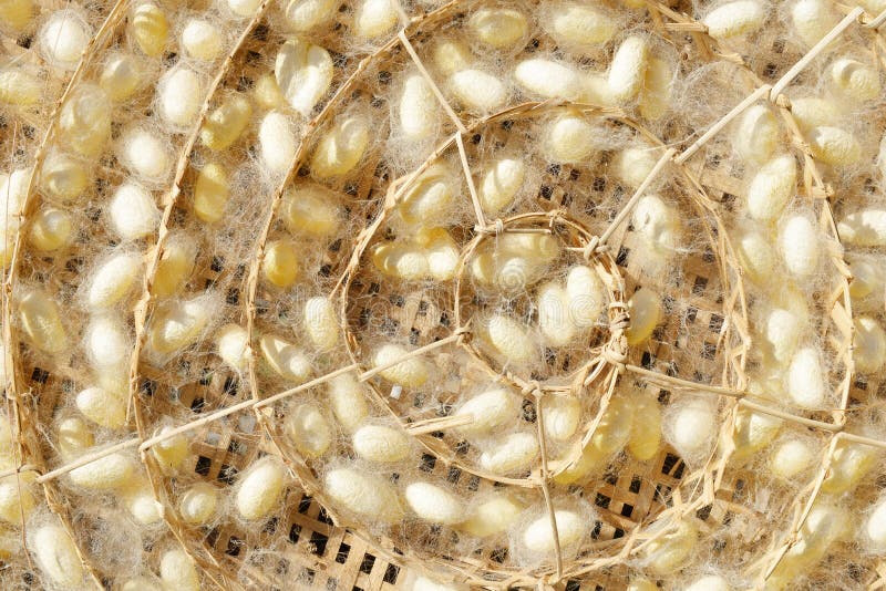 Two Species of White Cocoon Stock Photo - Image of yellow, silkworm ...