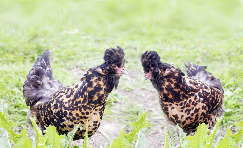 Two Speckled Hens on a Grass Stock Photo - Image of bird, color: 82021254