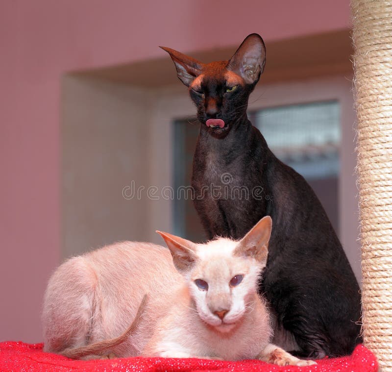 Two sphinx cat stock image. Image of funny, household - 34732199