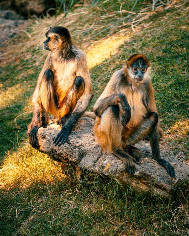 Two Spider Monkeys Sitting on a Log in the Grass Together Stock Photo ...