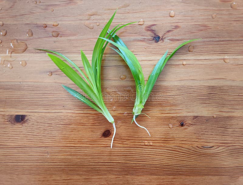 Two Spider Plants stock image. Image of tree, twig, vegetable - 312696847