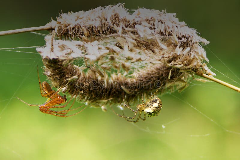 Two spiders stock photo. Image of pair, detail, predator - 23054788