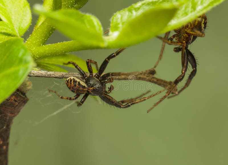 Spiders Battle on Grass Blade Stock Image - Image of animal ...