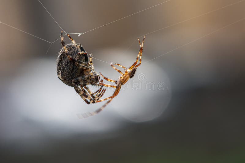 Two spiders on the web stock photo. Image of insect - 230786344