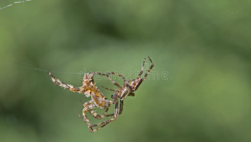 Two spiders fighting stock photo. Image of spiders, animals - 6396264