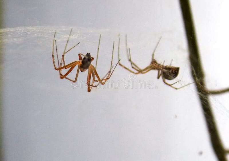 Spiders in love stock image. Image of small, plant, spider - 125175011