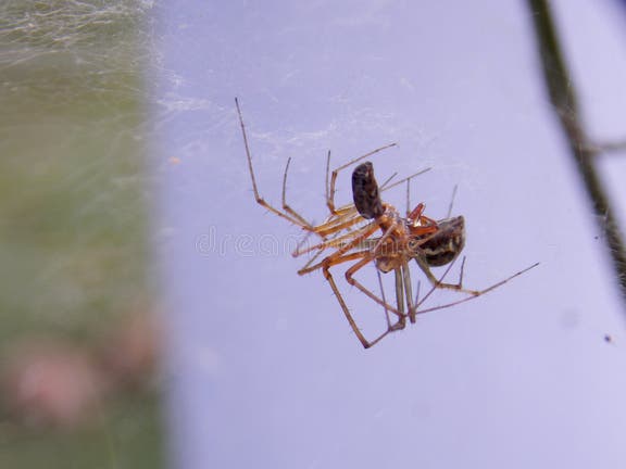 Spiders in love stock image. Image of spiderweb, legs - 125174407
