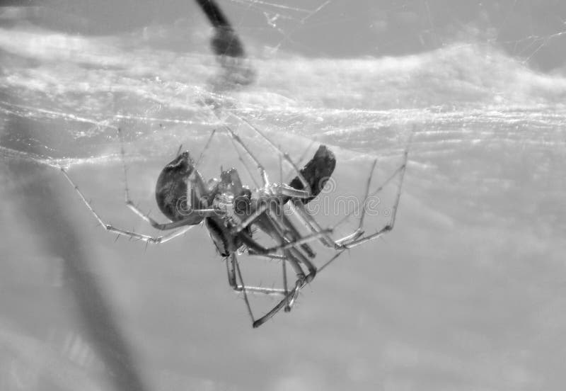 Spiders in love stock photo. Image of nature, little - 125175370