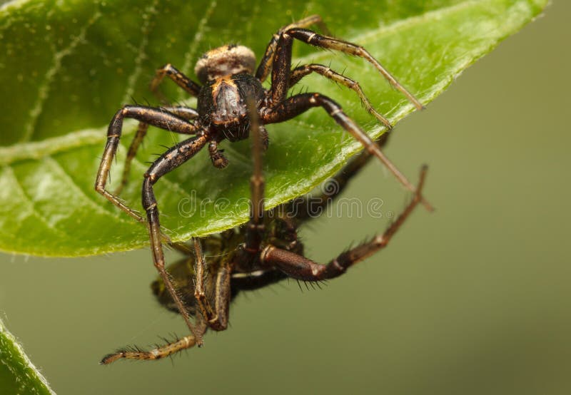Spiders Battle on Grass Blade Stock Image - Image of animal ...