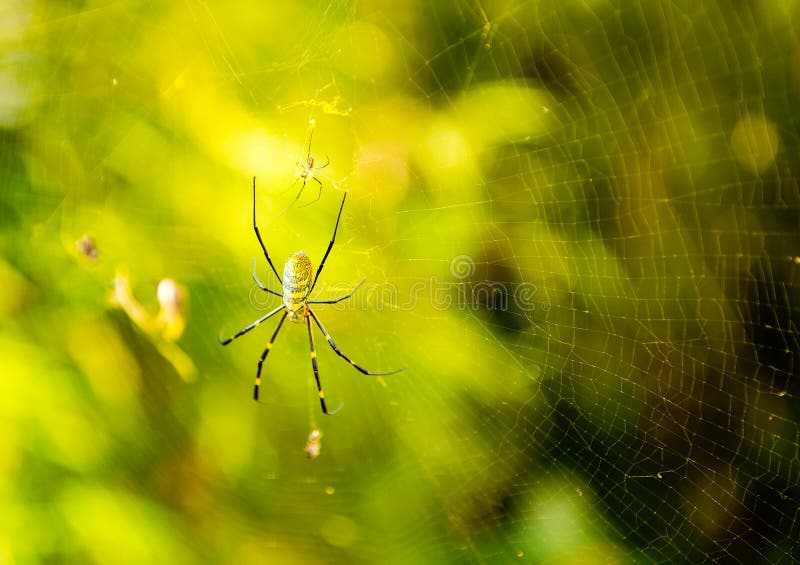 Two Spiders on Web (cobweb) Closeup Stock Photo - Image of geometry ...