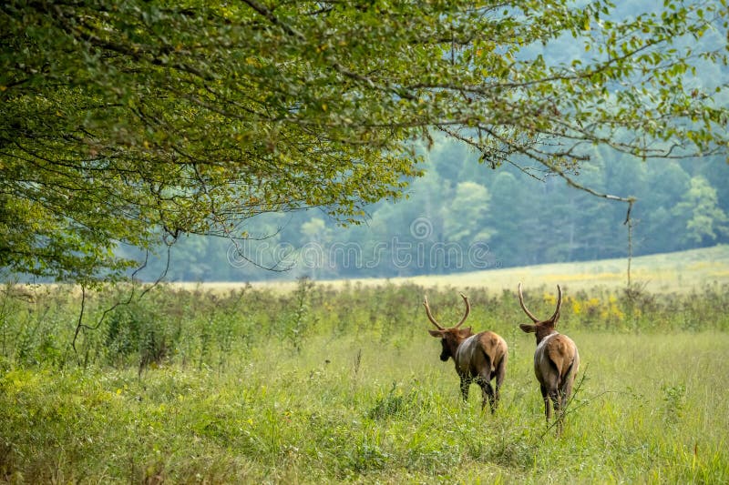 Two Spike Elk Wander Along the Edge of Field in Cataloochee Stock Photo ...