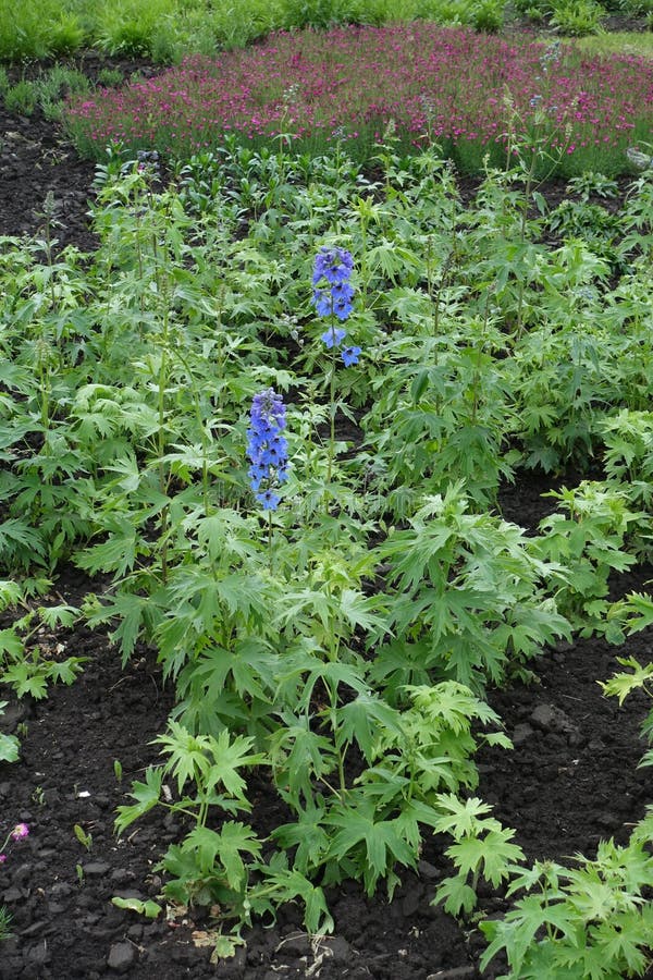 Two Spikes of Blue Flowers of Larkspur Stock Image - Image of bloom ...