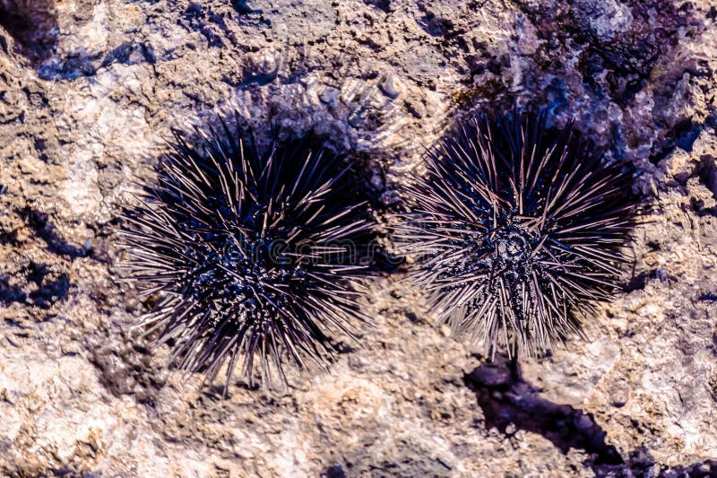 Two Spiky Sea Urchins are on a Rock Stock Image - Image of nature ...