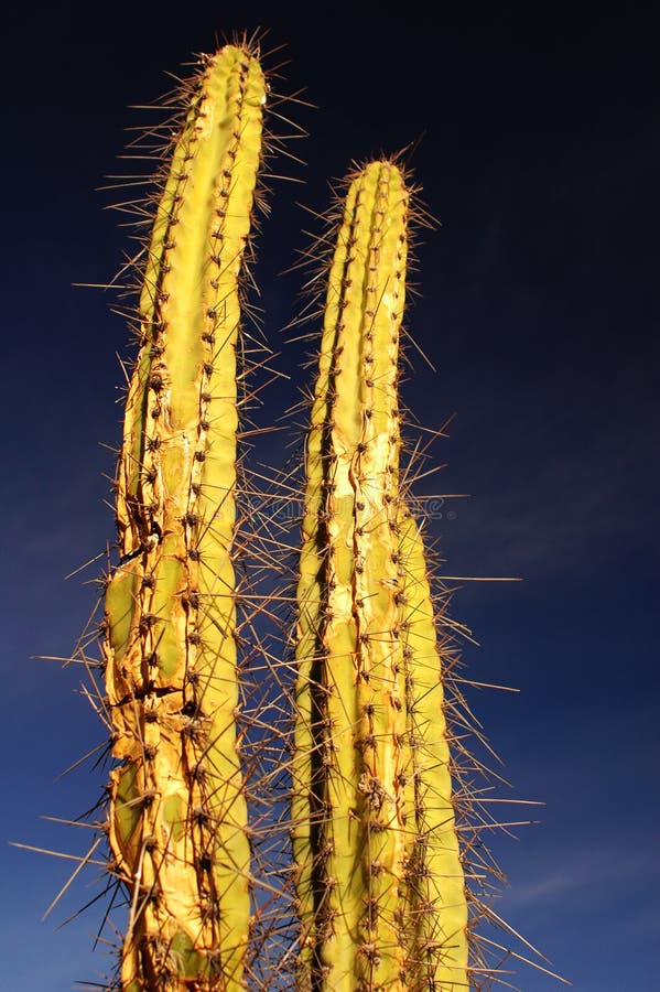 Two spiny Cactus #1 stock image. Image of spikes, canyon - 184415