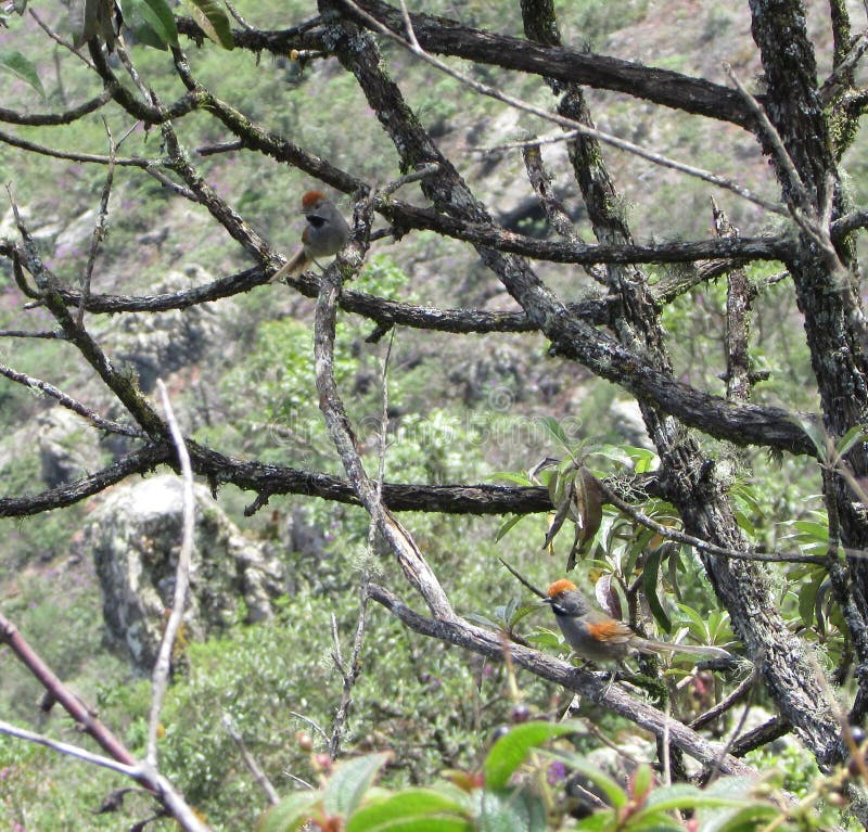 Synallaxis Spixi Stock Photos - Free & Royalty-Free Stock Photos from ...