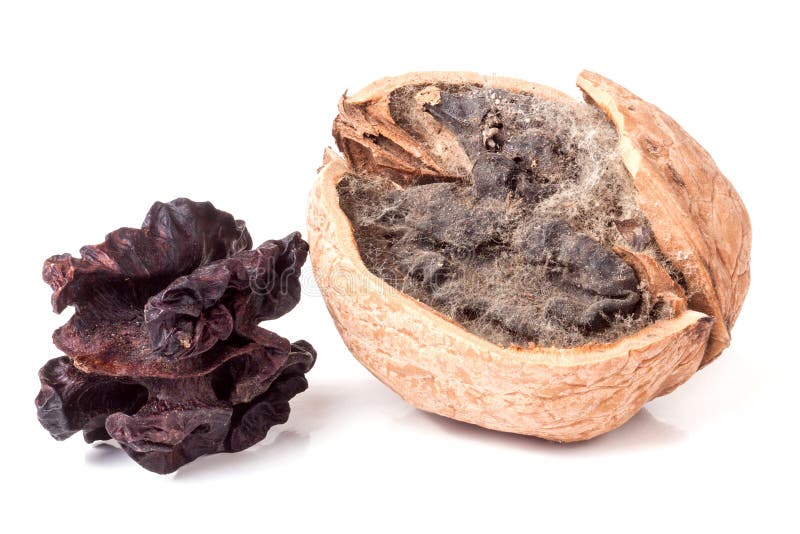 Rotten walnuts stock photo. Image of walnuts, nature - 27331870