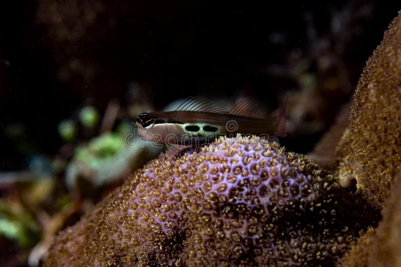 Two-Spot Combtooth Blenny Ecsenius Bimaculatus Stock Image - Image of ...