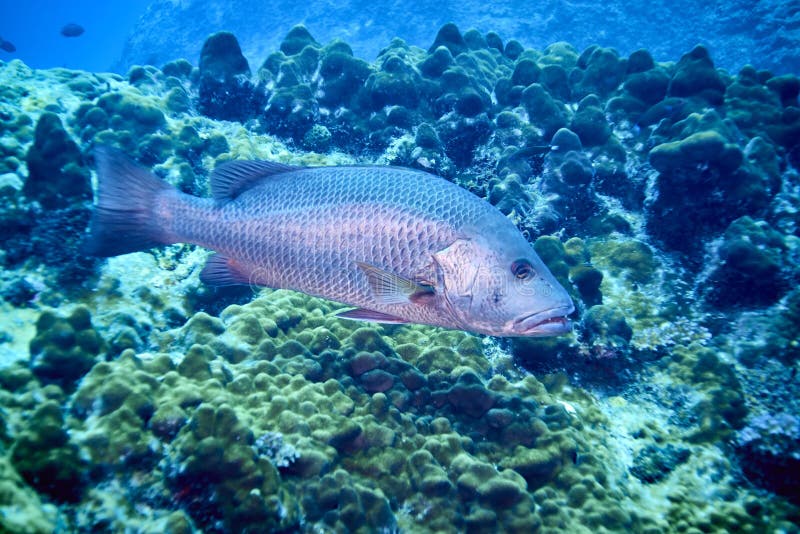 Two spot Red Snapper stock photo. Image of diving, diver - 130533938
