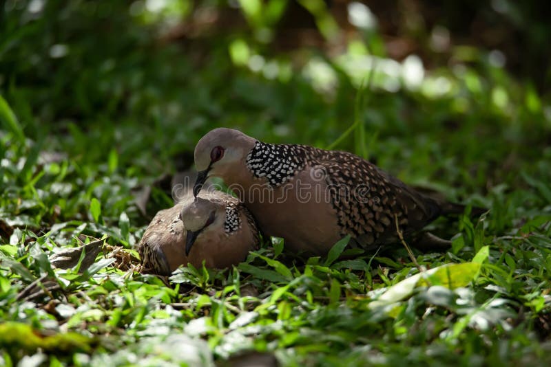 Two Spotted Doves Sleep on Grass in Shadow Stock Photo - Image of adult ...