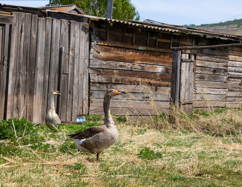 Two Spotted Geese are Walking in the Village Stock Photo - Image of ...