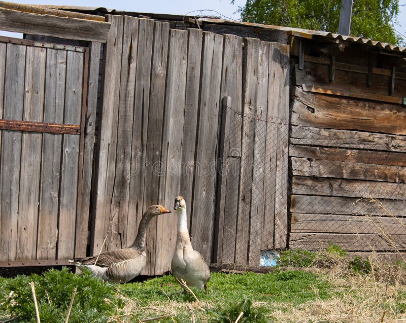 Two Spotted Geese are Walking in the Village. Stock Photo - Image of ...
