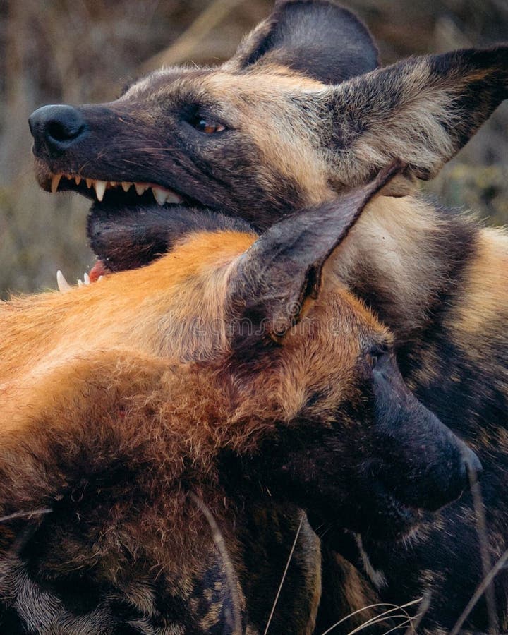 Two Hyenas Fighting One Another in the Wild with Teeth Open Stock Image ...