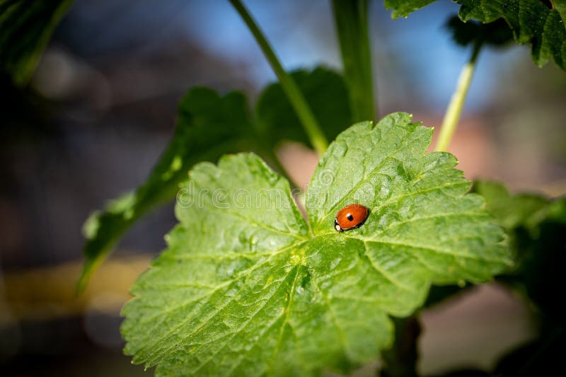 Two-spotted Ladybug on a Green Leaf in a Bush. Sunny Spring Day Stock ...