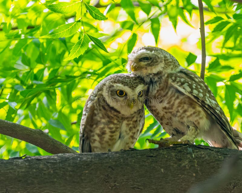 Two Spotted Owls Perched on a Tree Stock Image - Image of outdoors ...