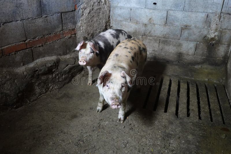 Two Spotted Pigs in a Concrete Pen Stock Image - Image of pork ...