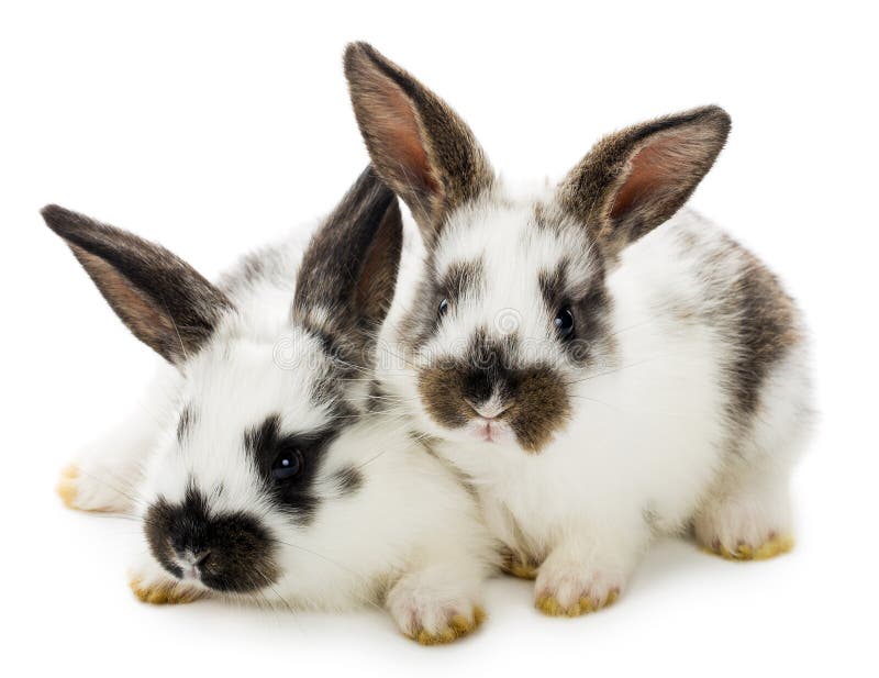 English Spot Rabbit Chocolate