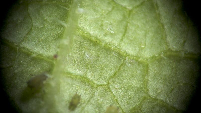 Two-spotted Spider Mite Under a Microscope, Tetranychus Urticae ...
