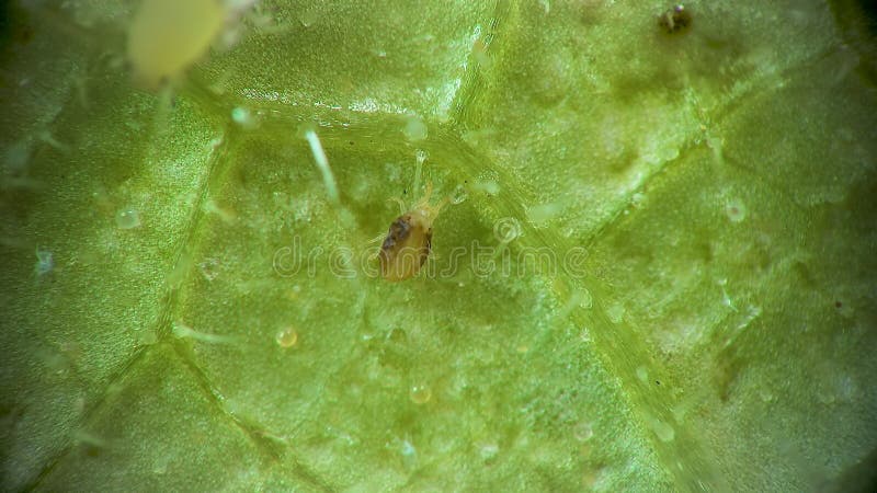 Two-spotted Spider Mite Under a Microscope, Tetranychus Urticae ...