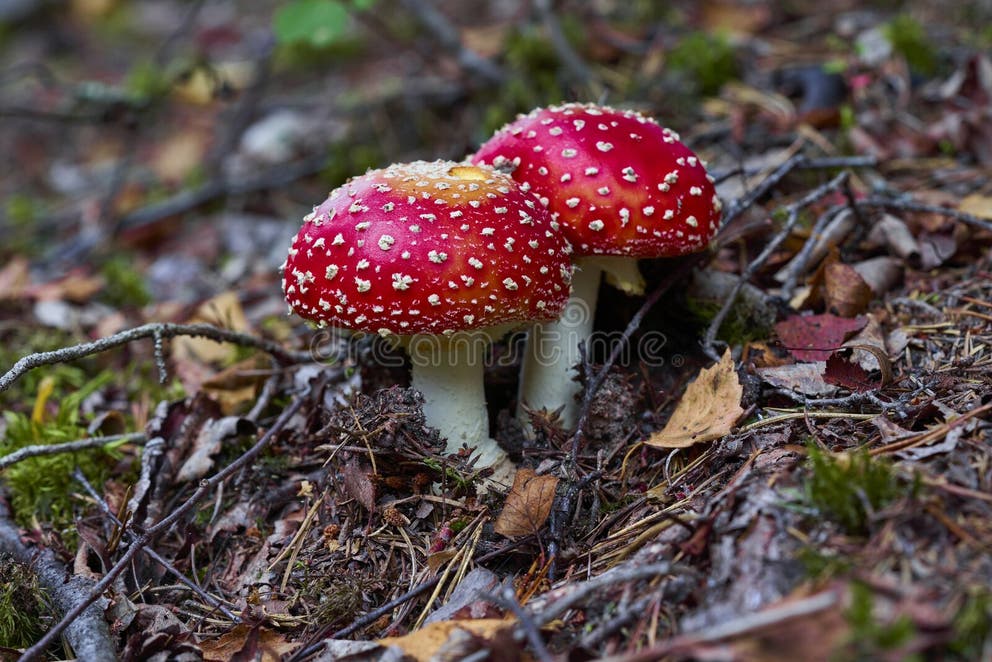 Two Spotted Toadstools in the Woods Stock Image - Image of natural ...
