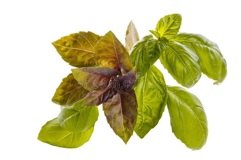 Two sprigs of basil stock image. Image of branch, ingredient - 63377957
