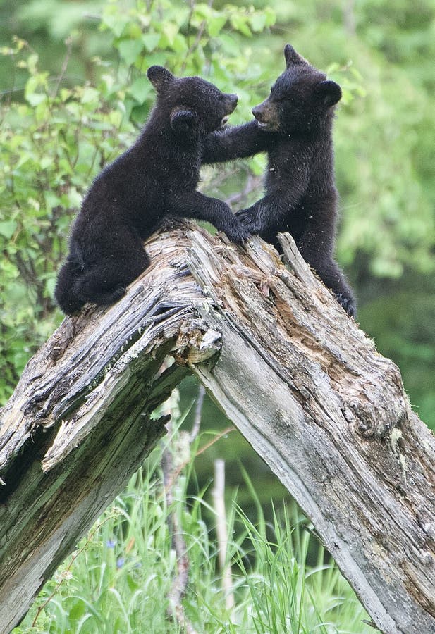 Bear Cubs Play Fighting stock image. Image of playing - 284303403