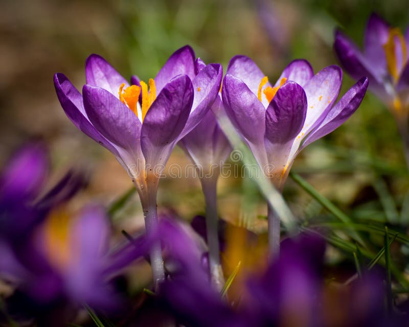 Two Spring Crocuses stock photo. Image of sprout, growth - 22959544