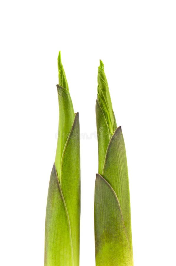 Two Spring Flower Sprouts Isolated on White Stock Image - Image of ...