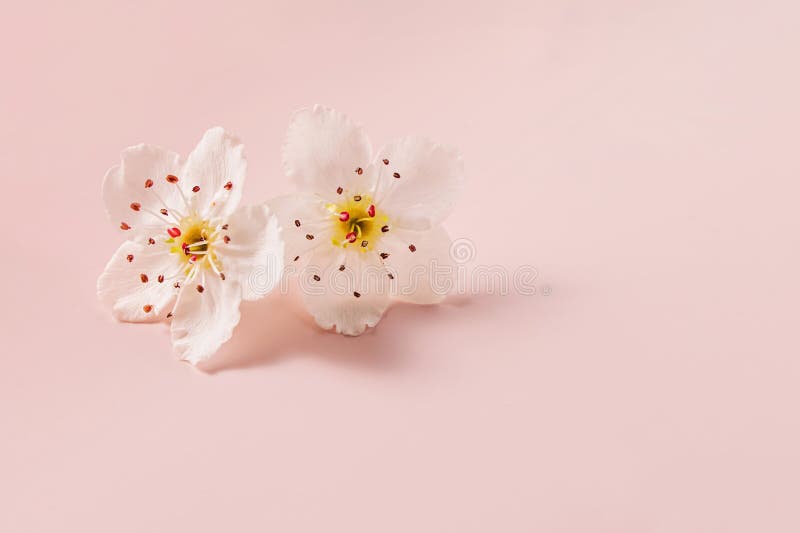 Two Spring Flowers with Delicate Petals Bloom on a Soft Pink Background ...