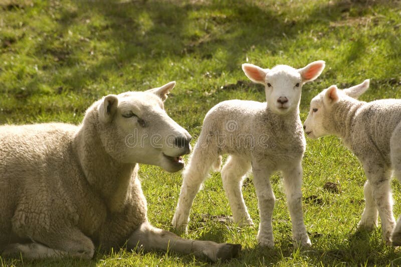 Spring Lambs stock image. Image of balanced, born, countryside - 6671247
