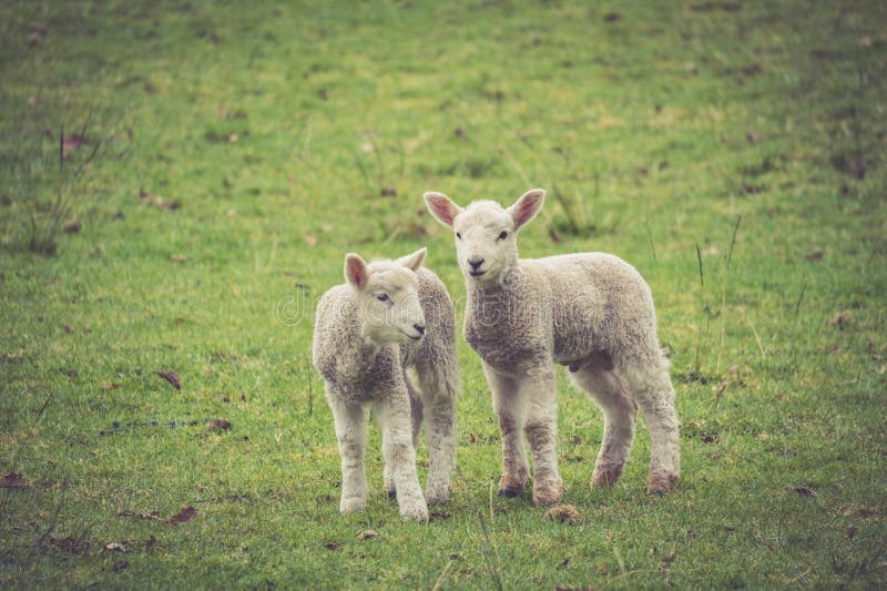 Two Spring Lambs in a Feild Stock Image - Image of animal, baby: 359703591