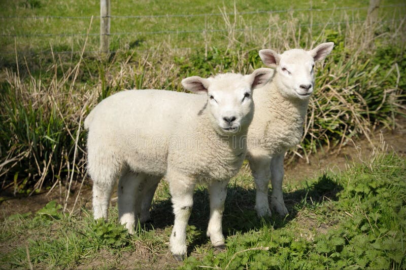 Two Spring Lambs stock image. Image of brothers, farm - 363088499