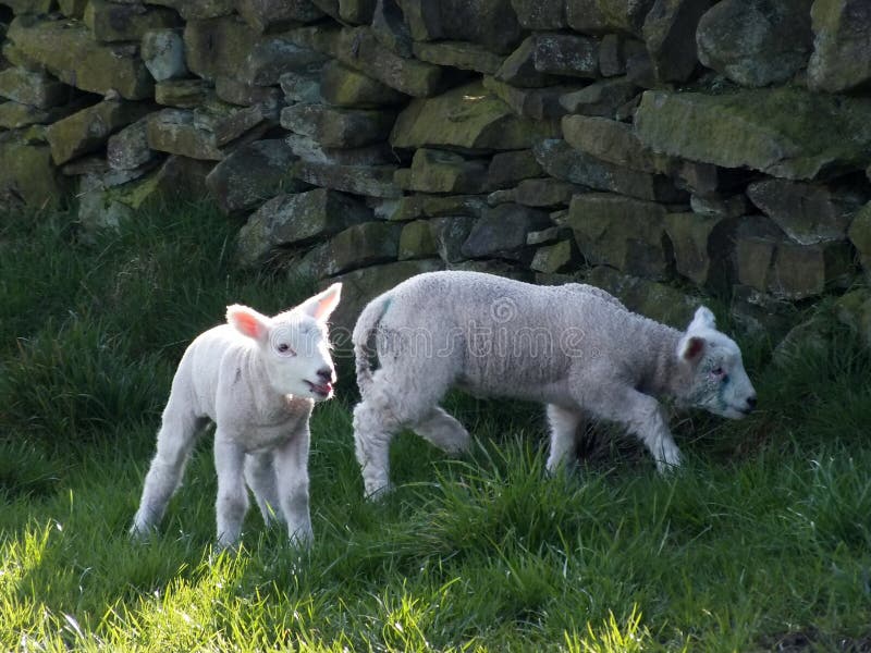 Two Spring Lambs Near a Stone Wall Stock Photo - Image of agriculture ...