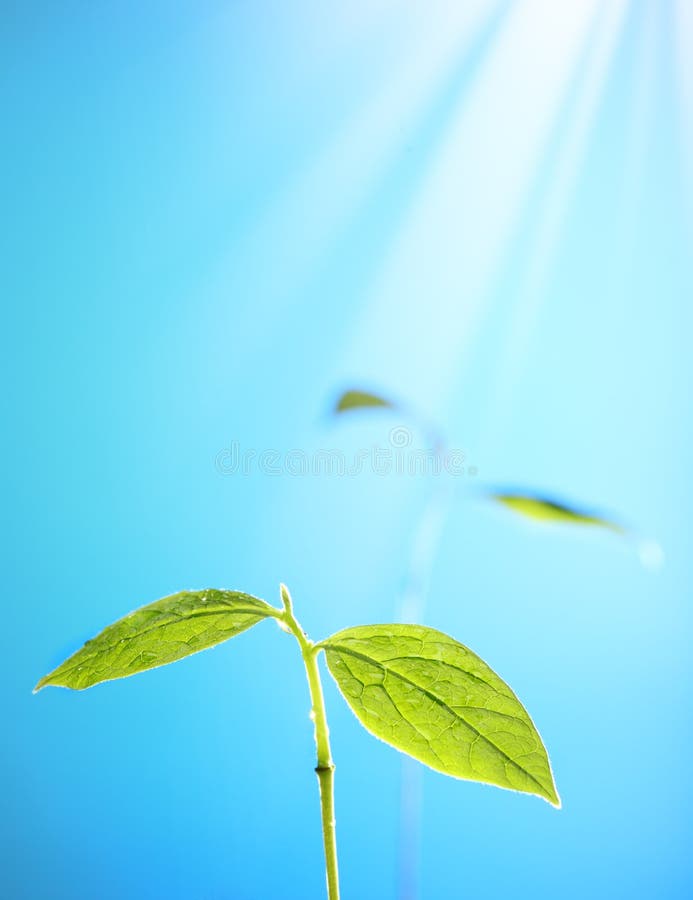 Two spring sprouts stock photo. Image of blue, concept - 13536156