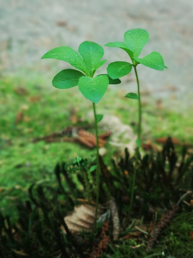 Two spring sprouts stock photo. Image of weak, slight - 146744890