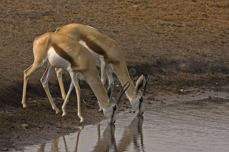 Two Springbok drinking stock photo. Image of south, thirst - 19139686